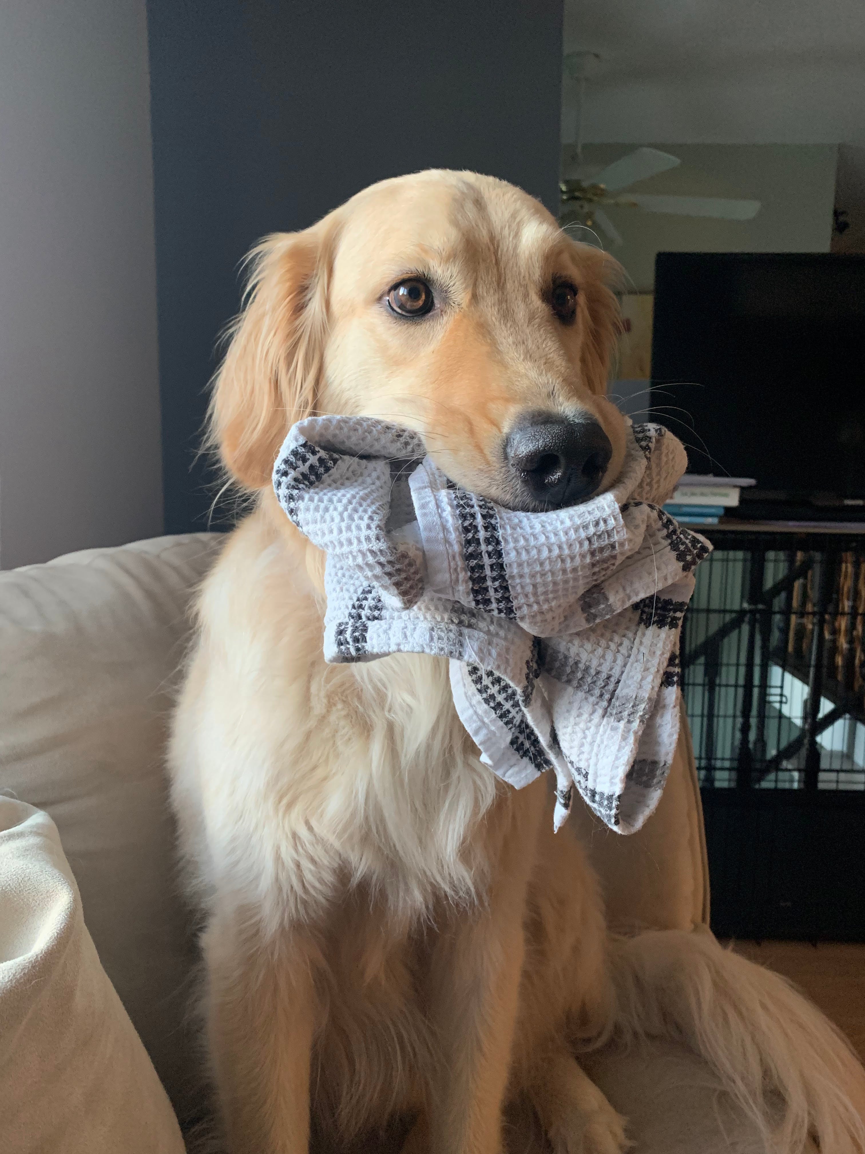 Comment puis-je empêcher mon chiot de mordiller ou voler tous les obje ...